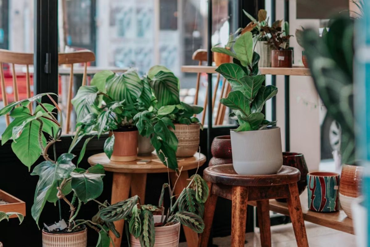6 Best Plants For Busy Homeowners